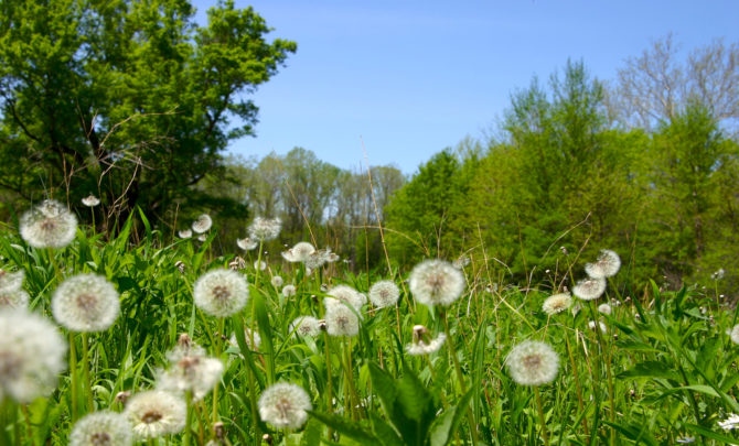 Pollen 101 - American Profile